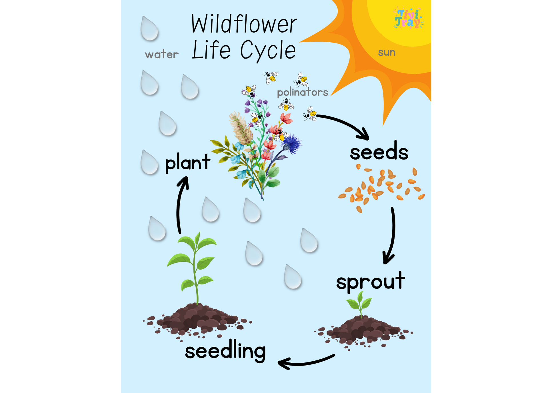 Tivi Mat: Wildflower Life Cycle – Tivi Tray